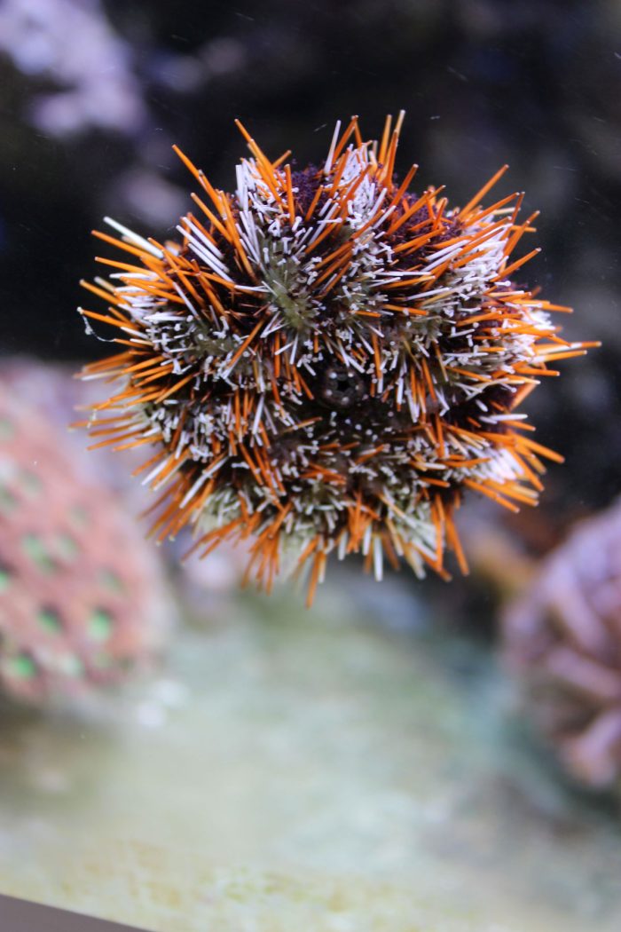 Seeigel im Meerwasseraquarium was es zu beachten gibt